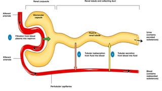 F3.Glomerular filtration and its Regulation.pptx