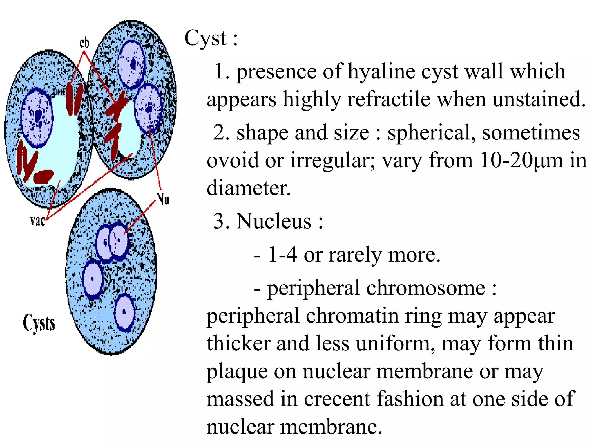Intestinal protozoa ( Entamoeba, Giardia, Dientamoeba | PPTX