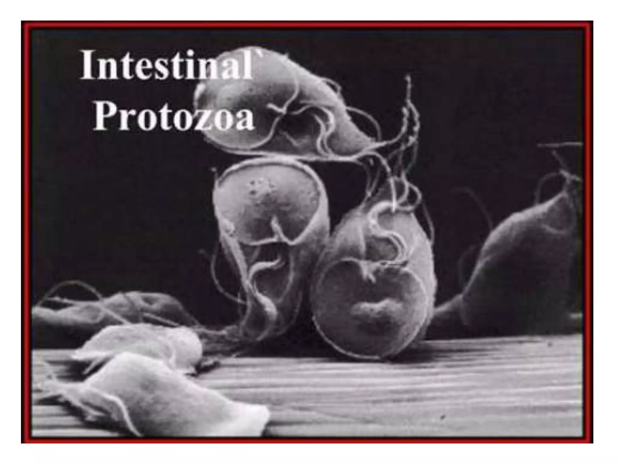 Intestinal protozoa ( Entamoeba, Giardia, Dientamoeba | PPTX