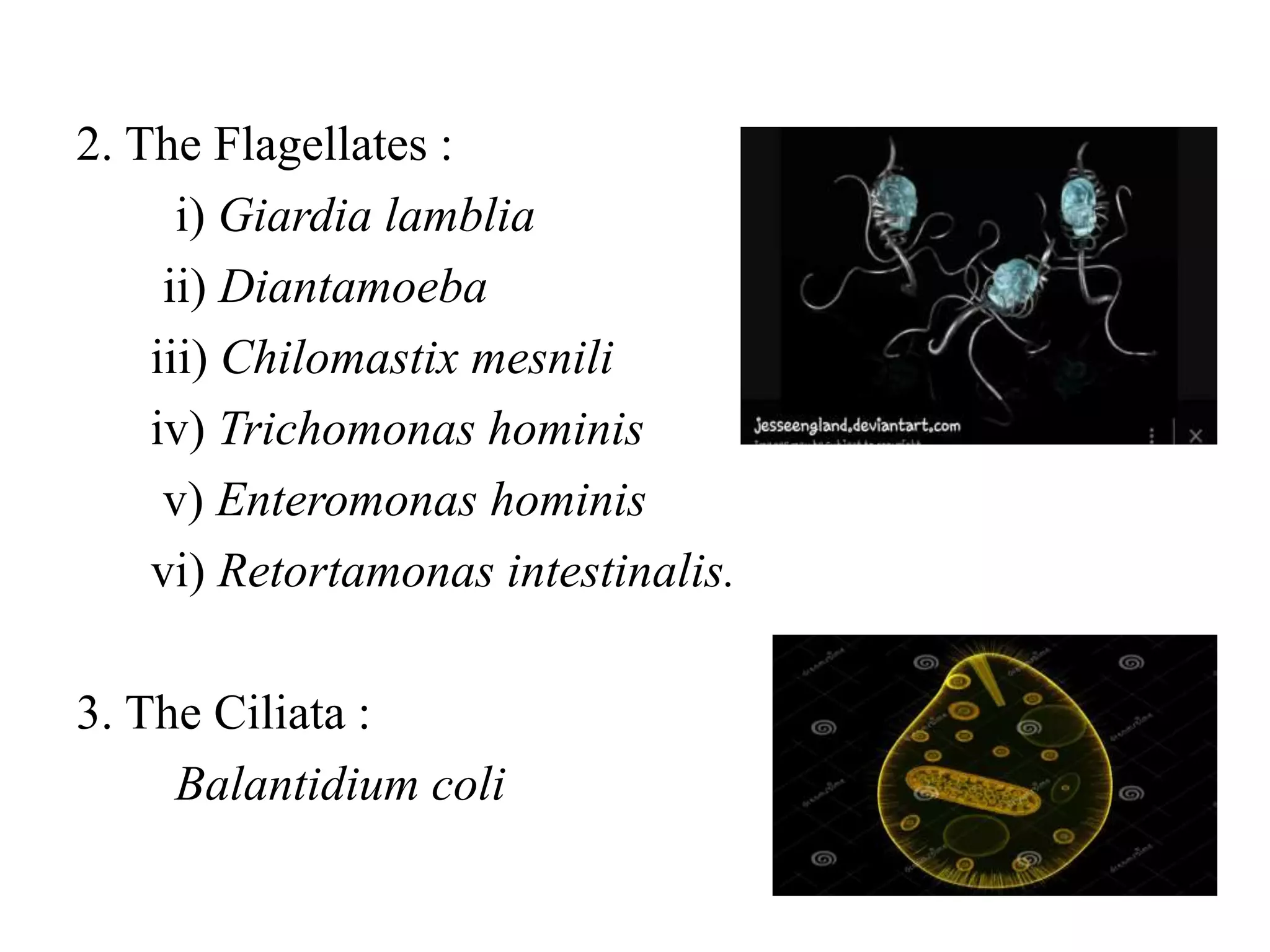 Intestinal protozoa ( Entamoeba, Giardia, Dientamoeba | PPTX