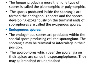 PRESENTATION ON FUNGI. | PPTX