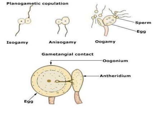 PRESENTATION ON FUNGI.