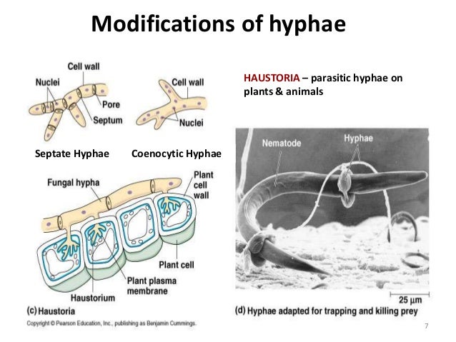 PRESENTATION ON FUNGI.