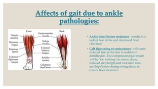 In-Service Gait Training | PPT