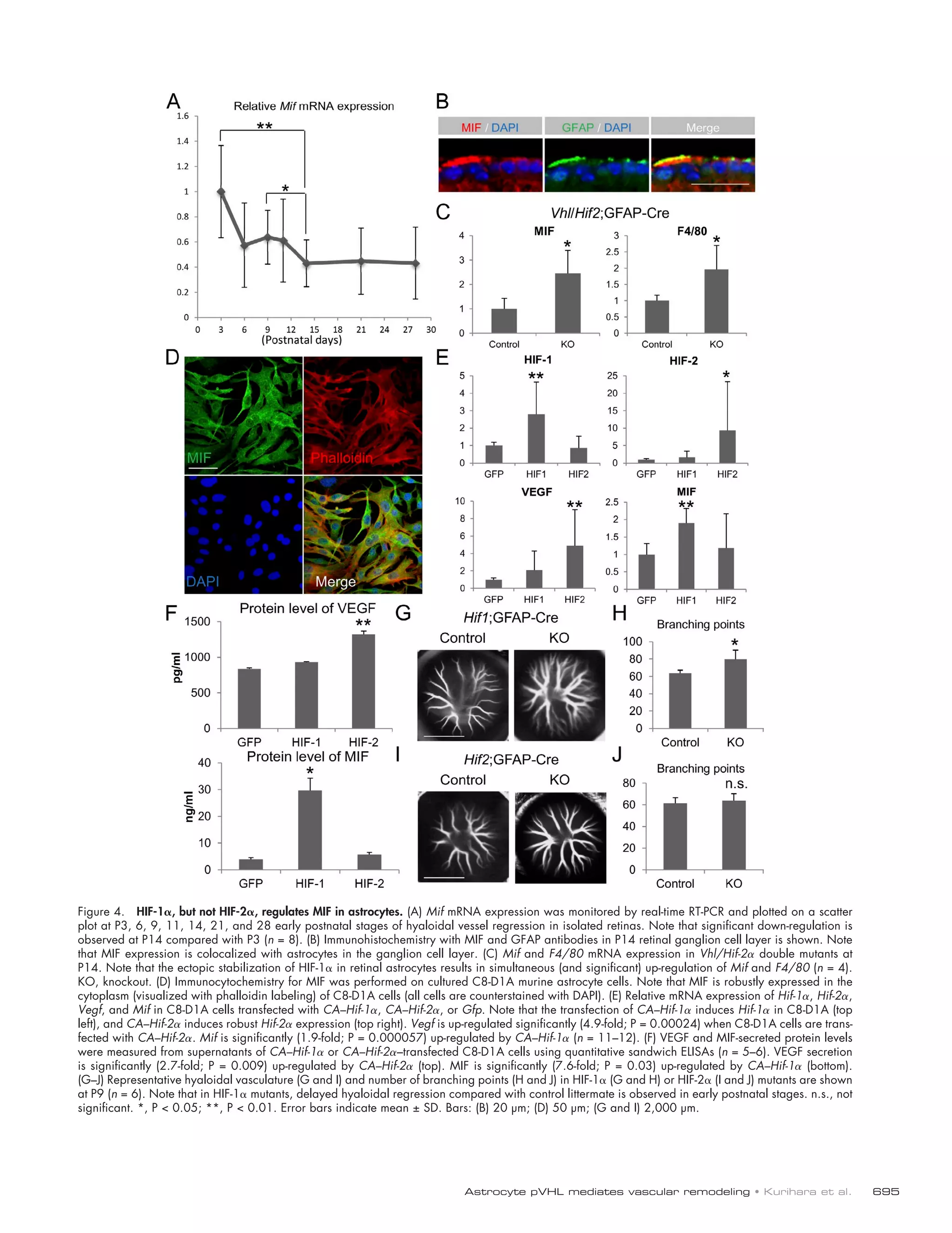 Astrocyte pVHL and HIF- isoforms are required for embryonic-to-adult ...