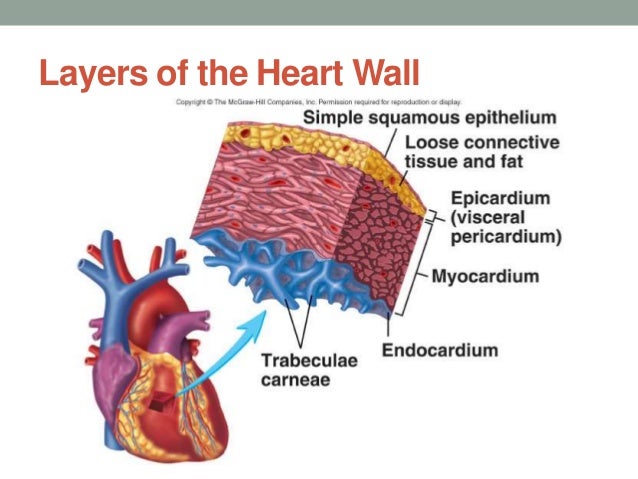 A&P -The Cardiovascular System