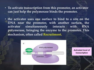 Regulation of Gene Expression in Prokaryotes | PPTX