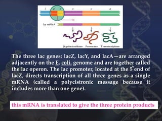 Regulation of Gene Expression in Prokaryotes | PPTX