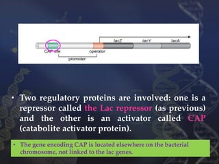 Regulation of Gene Expression in Prokaryotes | PPTX