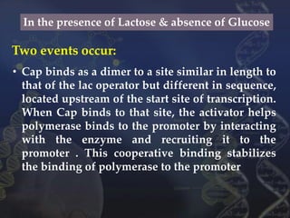Regulation of Gene Expression in Prokaryotes | PPTX