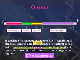 Regulation of Gene Expression in Prokaryotes | PPTX