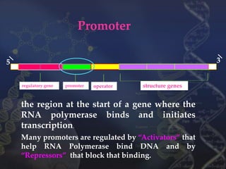 Regulation of Gene Expression in Prokaryotes | PPTX