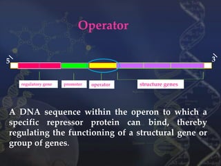 Regulation of Gene Expression in Prokaryotes | PPTX