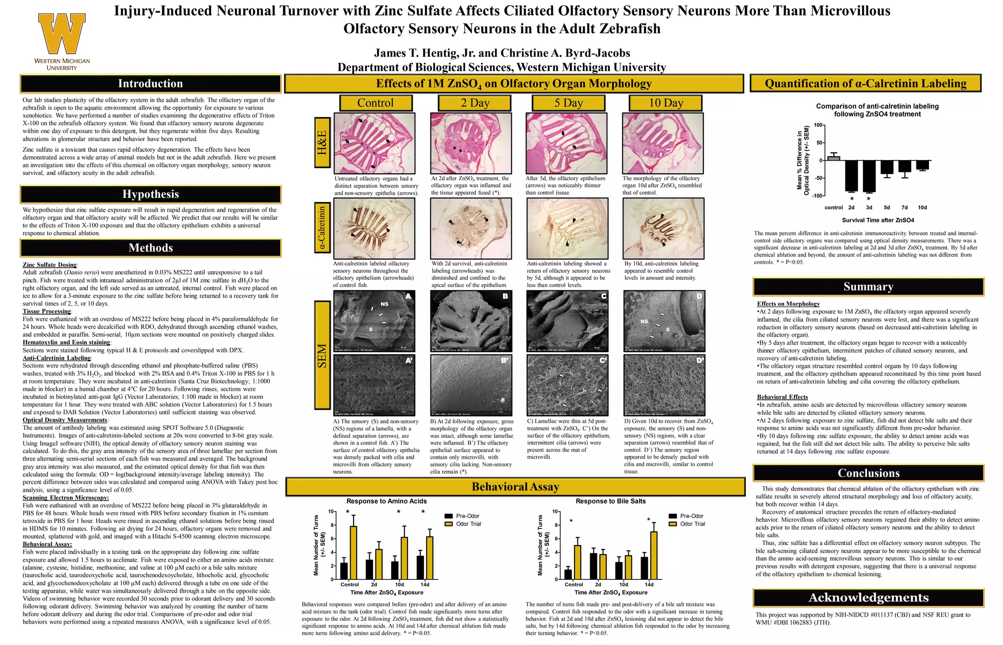 AChemS Poster 2015 with CBJ edits | PDF