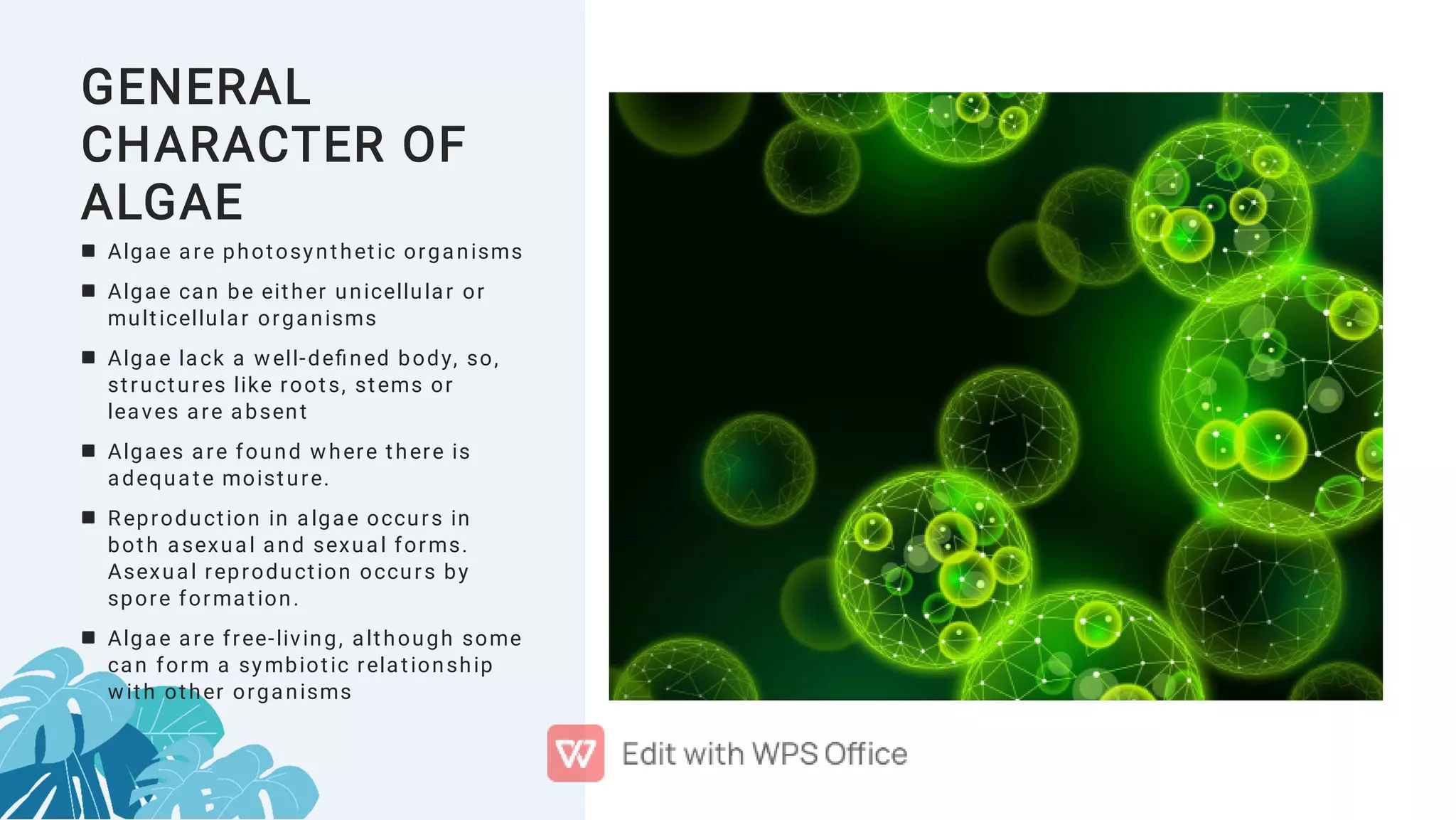 Algae-WPS_Office(1).pdf