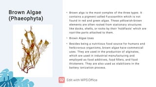 Algae-WPS_Office(1).pdf