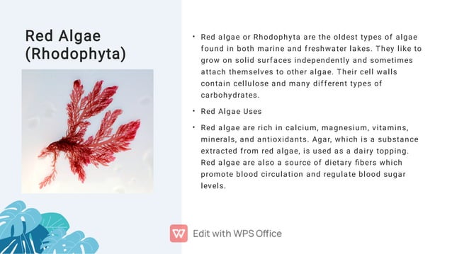 Algae-WPS_Office(1).pdf | Chemistry | Science