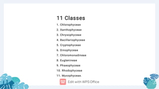 Algae-WPS_Office(1).pdf