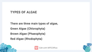 Algae-WPS_Office(1).pdf