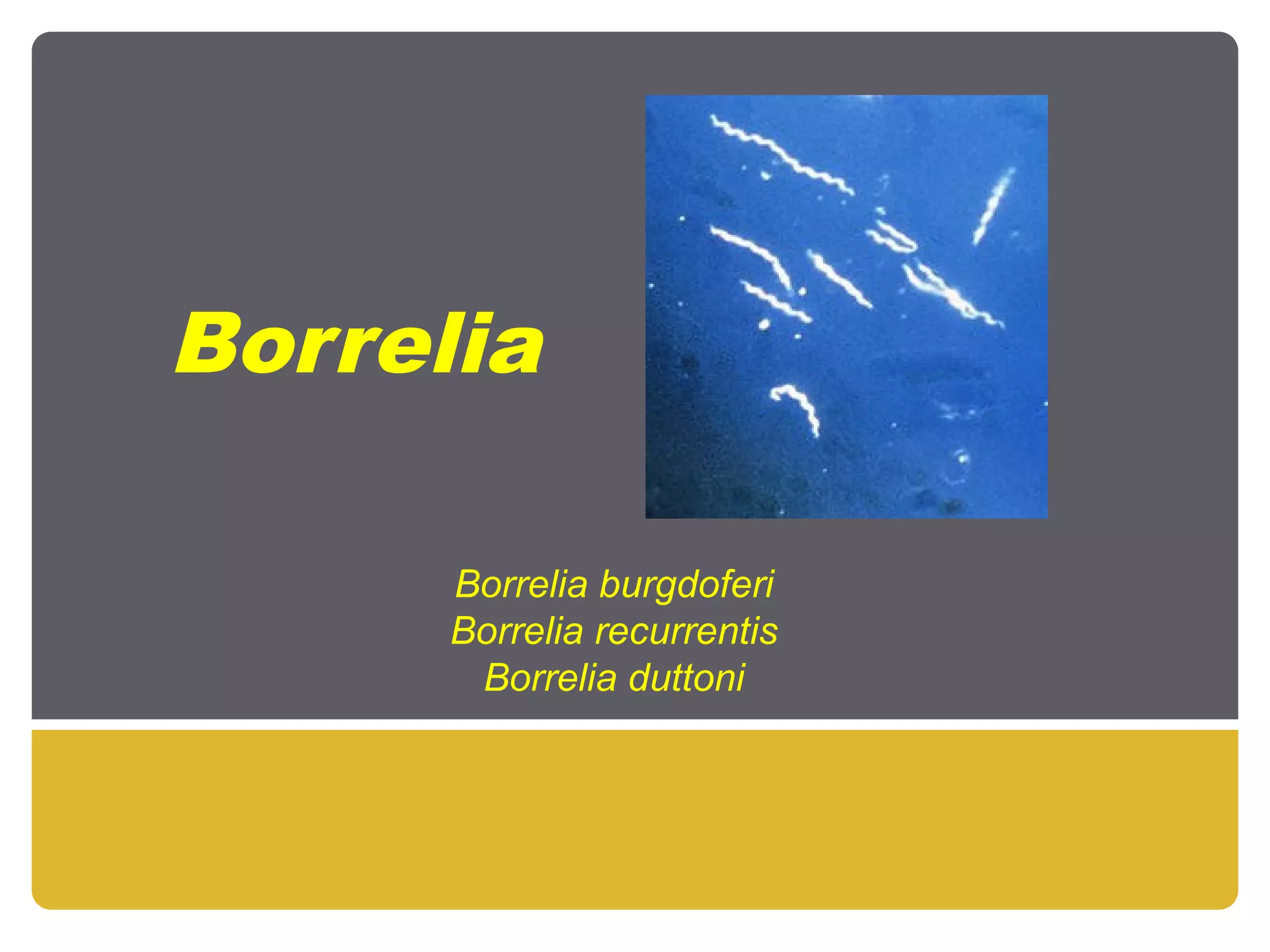 Spirochaetes | PPT