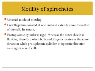 Spirochaetes | PPT