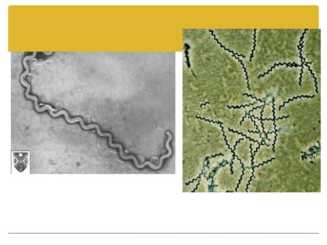 Spirochaetes | PPT