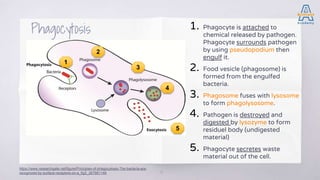 Form 4 Biology Chapter 11 Immunity in Humans | PPTX