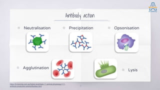 Form 4 Biology Chapter 11 Immunity in Humans | PPTX