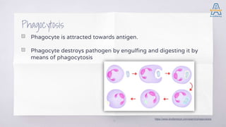 Form 4 Biology Chapter 11 Immunity in Humans | PPTX