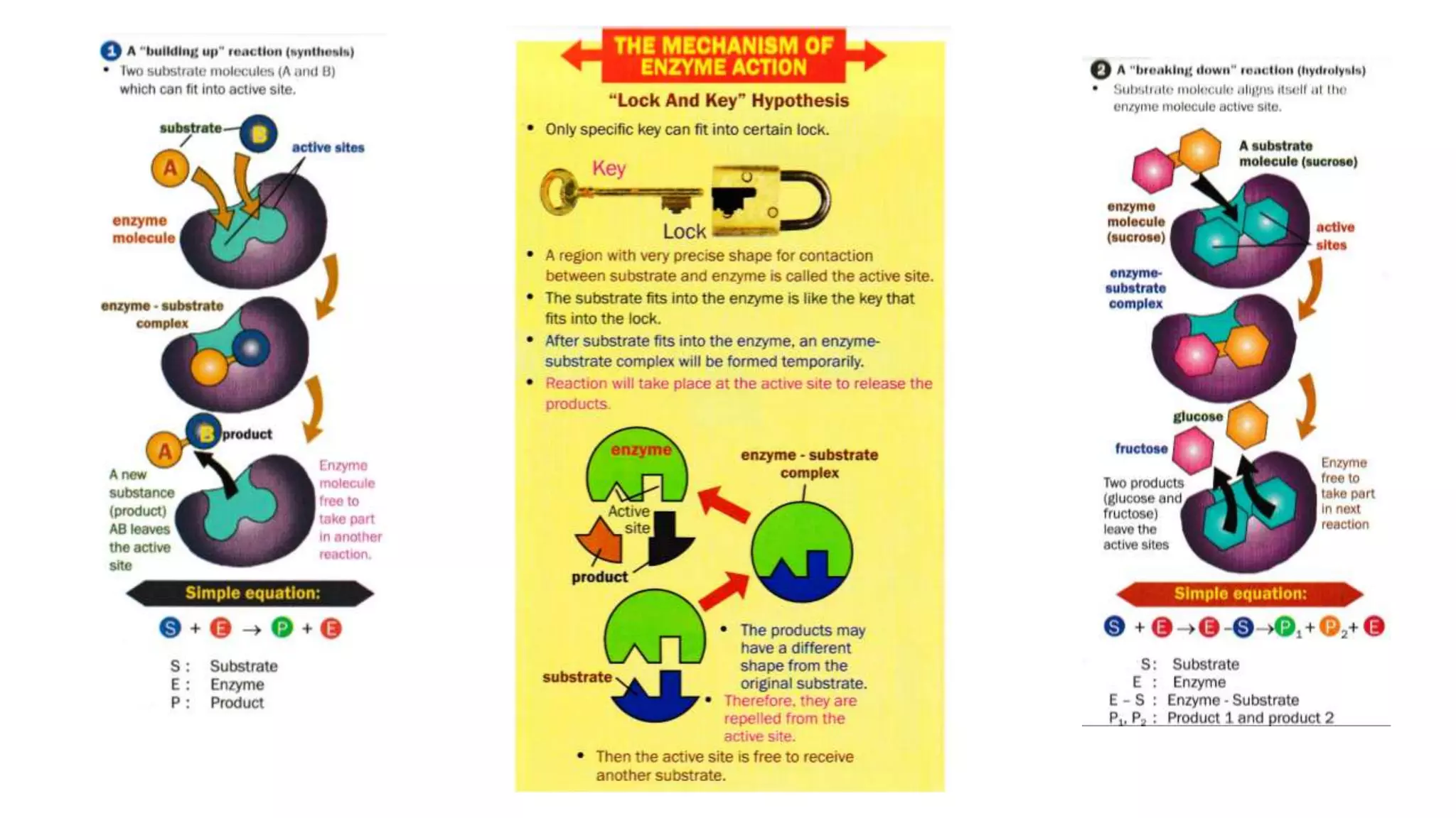 F4 CHAPTER 5 METABOLISM ENZYMES.pptx