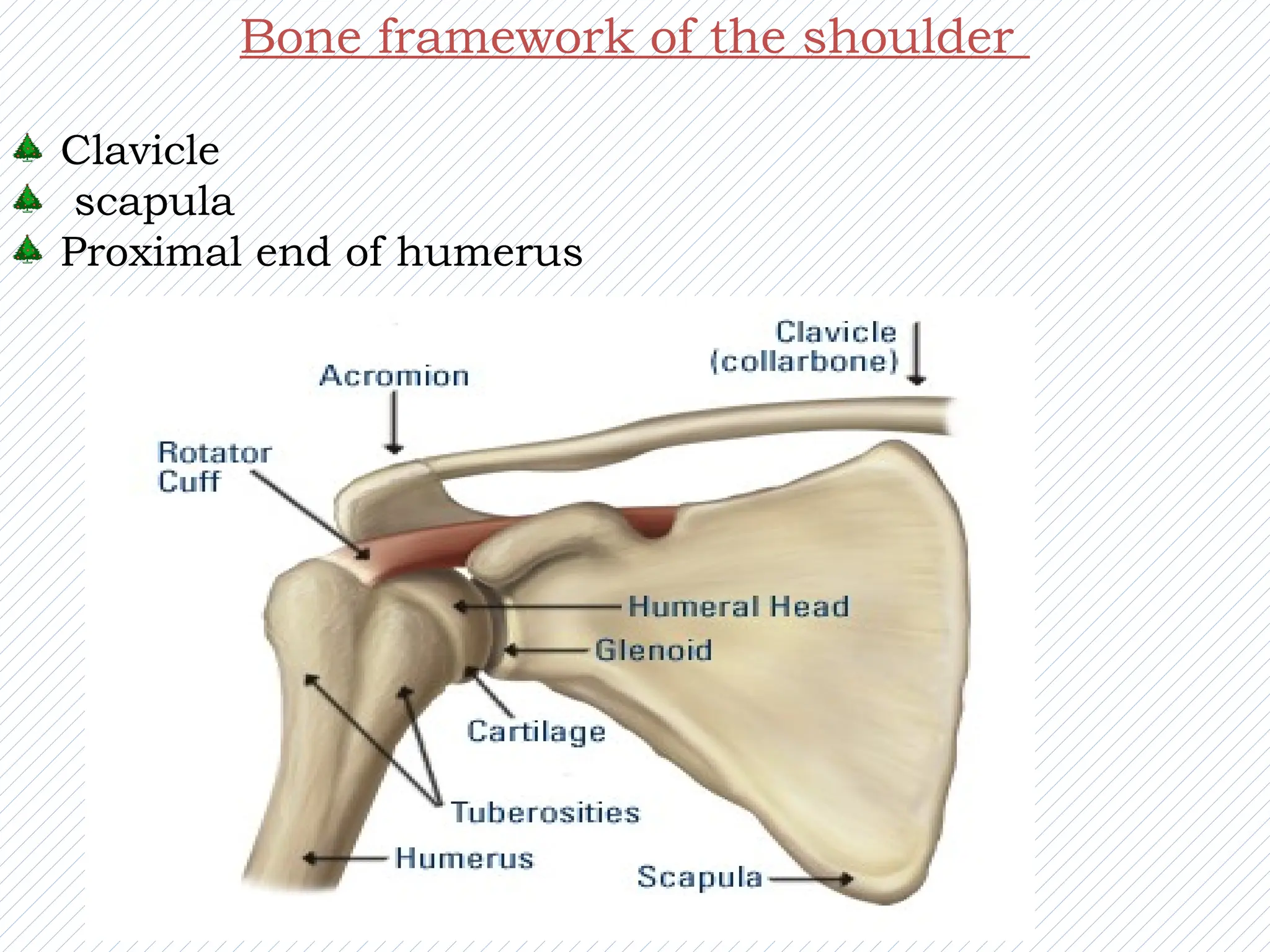 shoulder anatomy for medicos muscles joint | PPTX