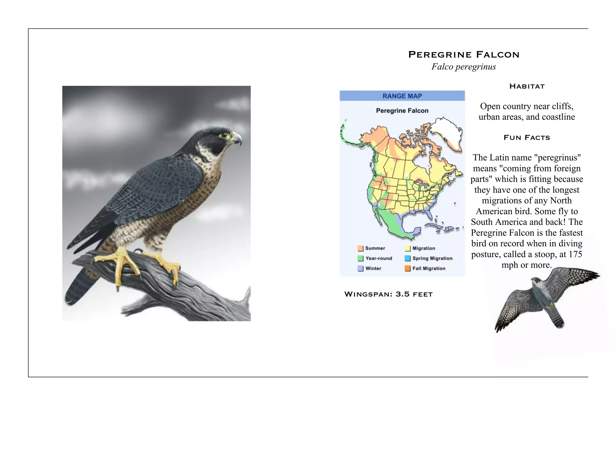 RaptorIDs | PDF