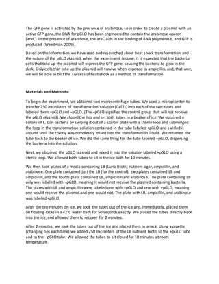 Genetic Transformation Lab | DOCX