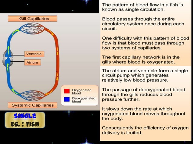 F5 1.2 circulatory systems in insects, fish, amphibians (1) | PPT
