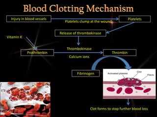 F5 1.3 mechanism of blood clotting | PPTX