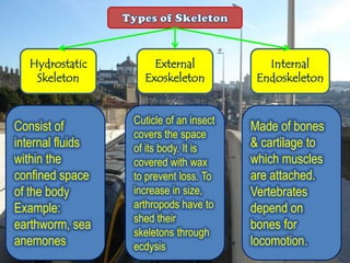 F5 2.1 support & locomotion in humans & animals | PPT
