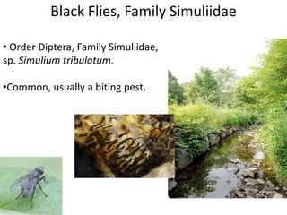 Thesis DEFENSE | PPT