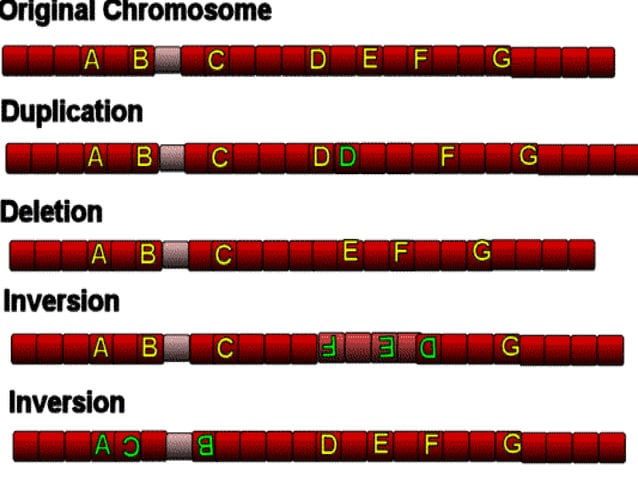 types of mutations sciece term 3 | PPT