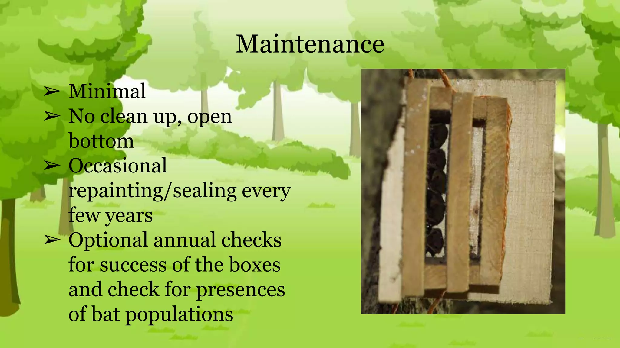 Bat Presentation | PPTX