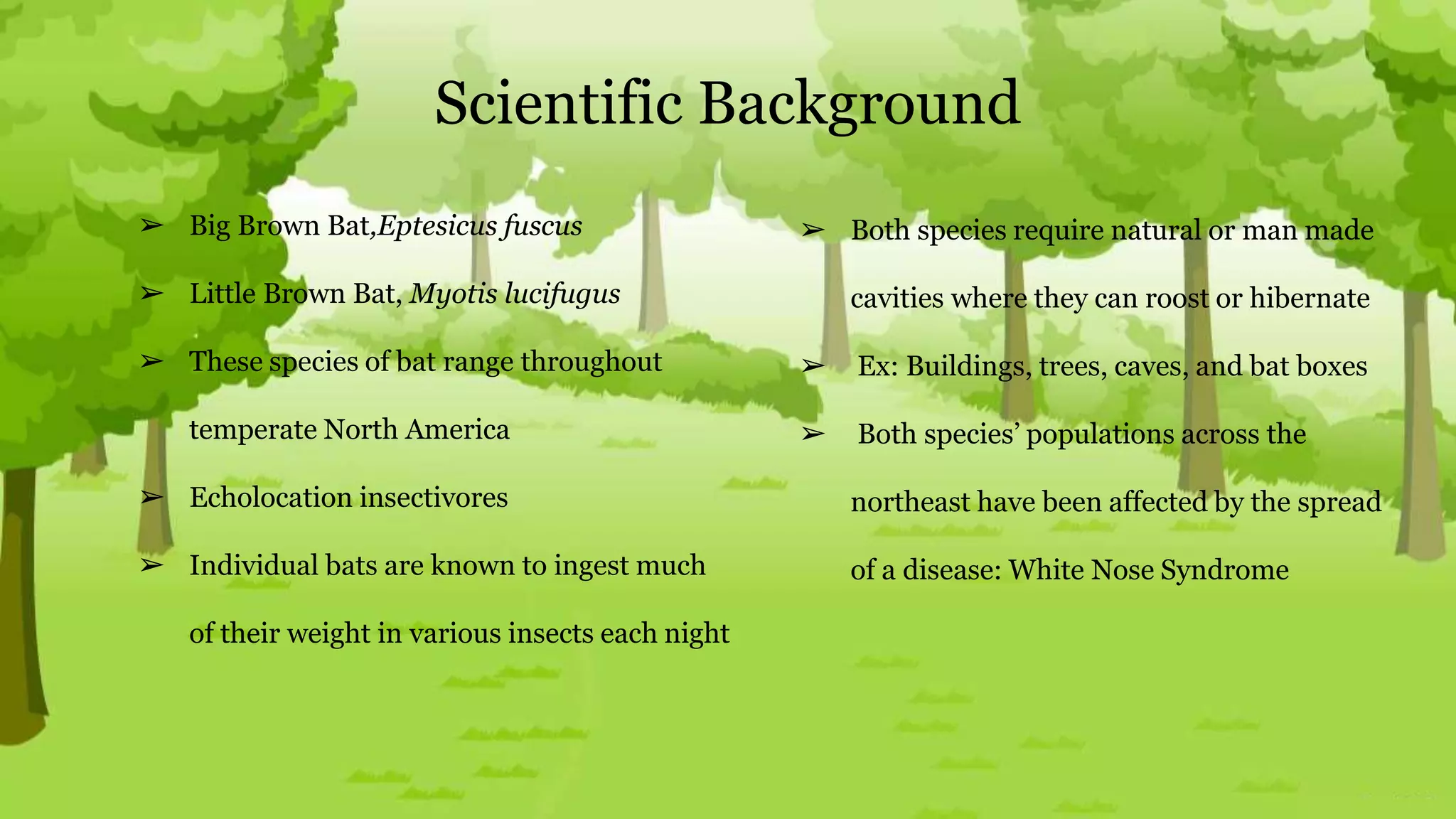 Bat Presentation | PPTX