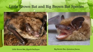 Bat Presentation | PPTX