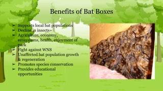 Bat Presentation | PPTX