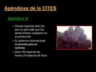 f705417432_CAOBA.ppt APLICACION DE LAS CITES | PPT