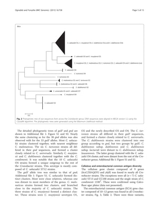 Capsular profiling of the Cronobacter genus and the association of ...