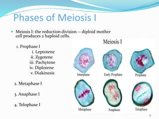 Meiosis | PPTX