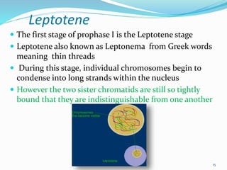 Meiosis | PPTX