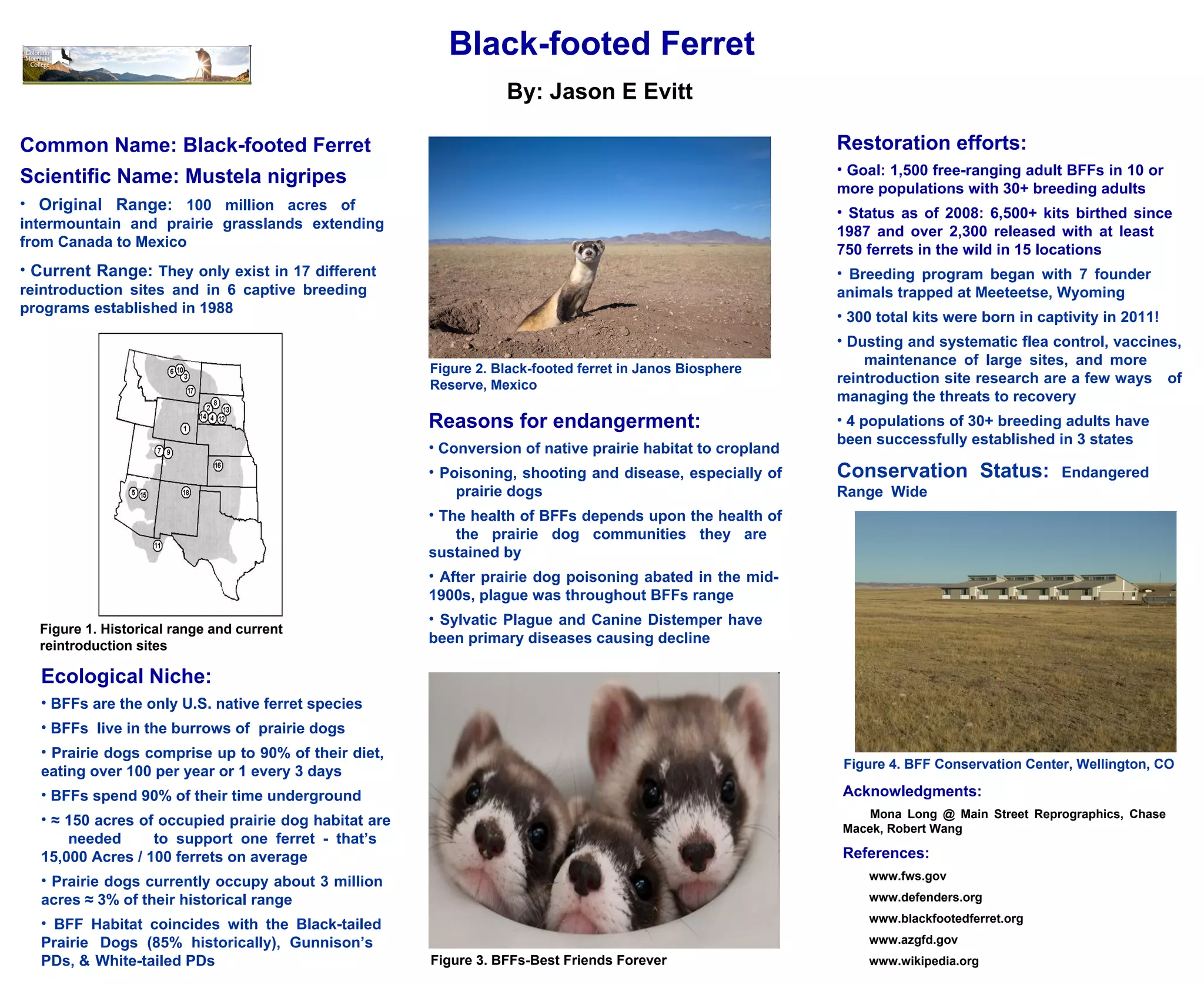 Black-footed Ferret Poster | PPT