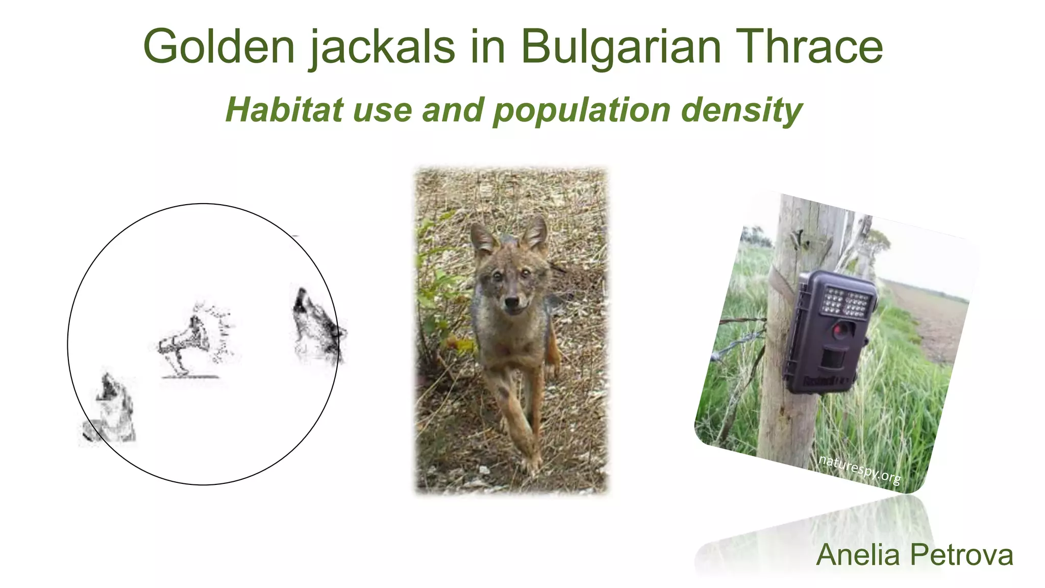 jackals | PPT