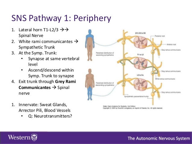 Autonomic Nervous System - Nov 8