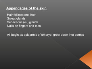 Skin physiology | PPT